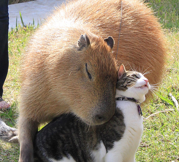 TODOS DEBERÍAN TENER UN CHIGÜIRE – Metamorfosis Forzada